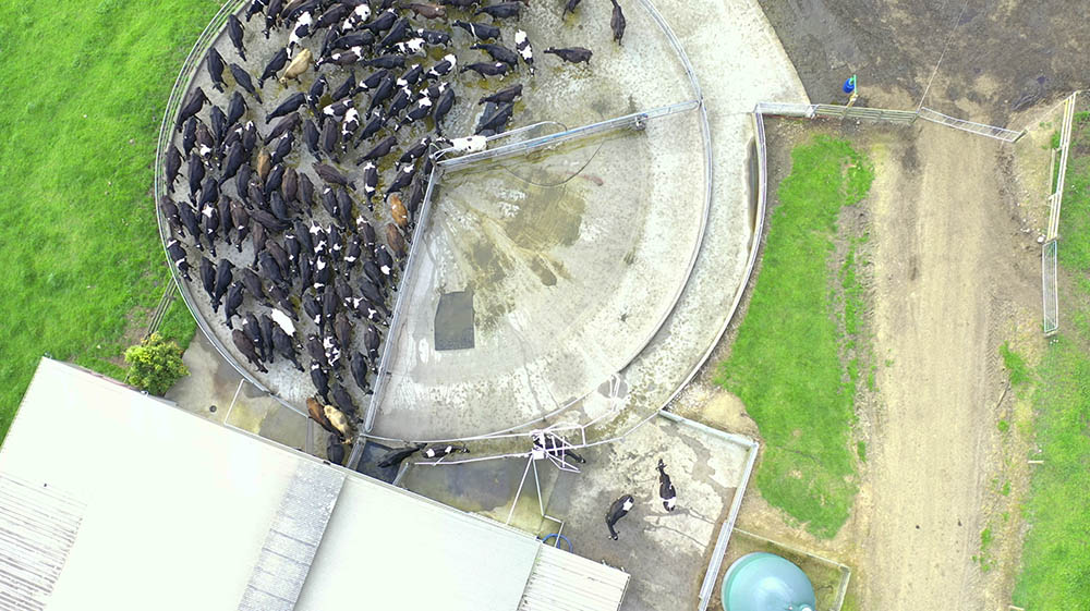 Herd Management System Integrations | CowManager NZ